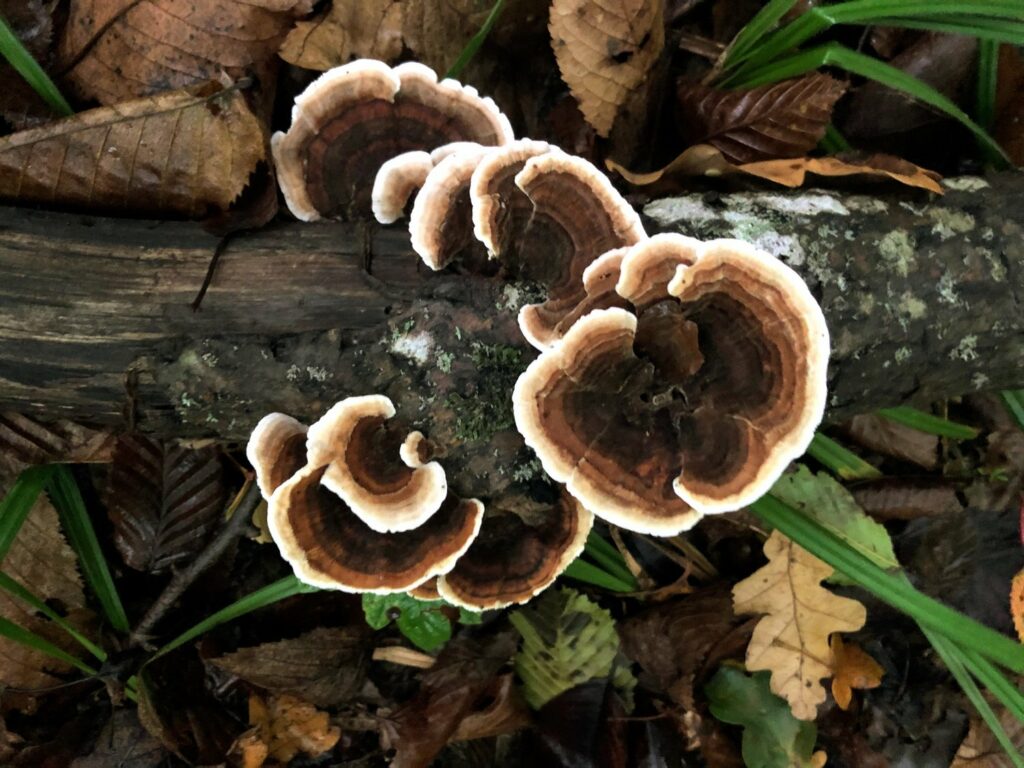 Coada Curcanului Extract Uscat - Cultura de Ciuperci