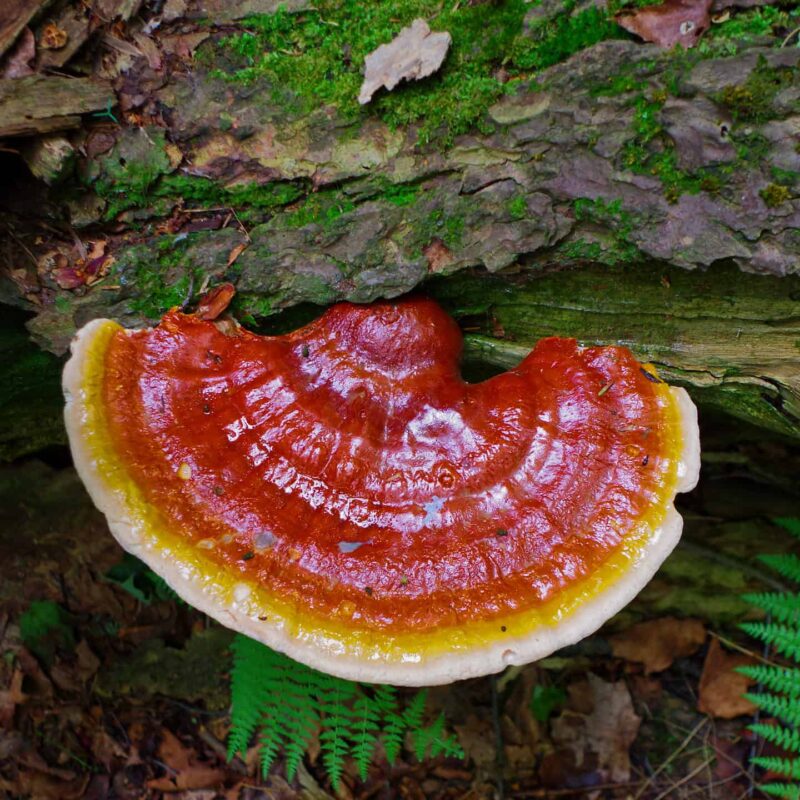 Ciuperca Chaga. Istorie și beneficii - Cultura de Ciuperci