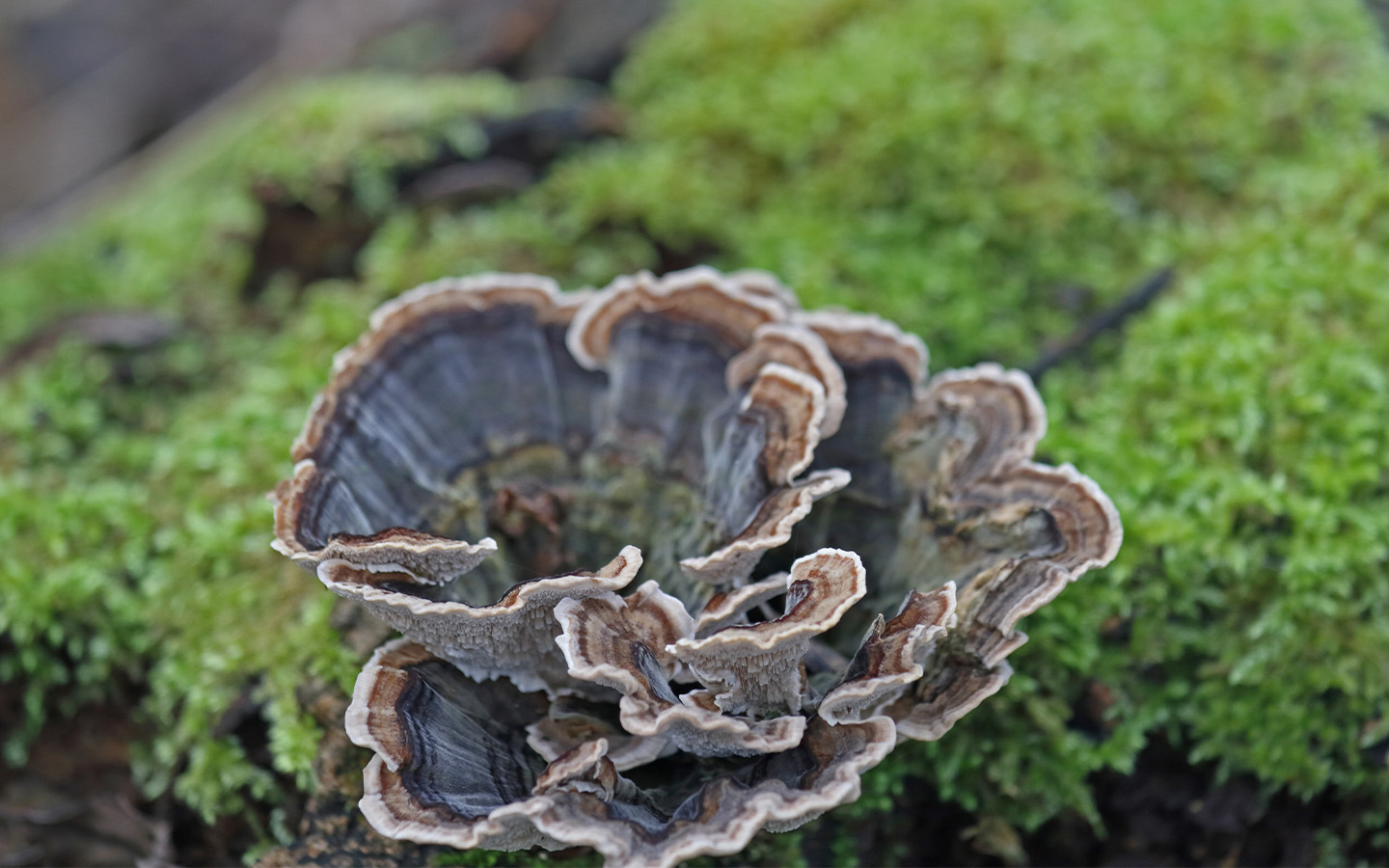 Coada Curcanului Extract Uscat - Cultura de Ciuperci