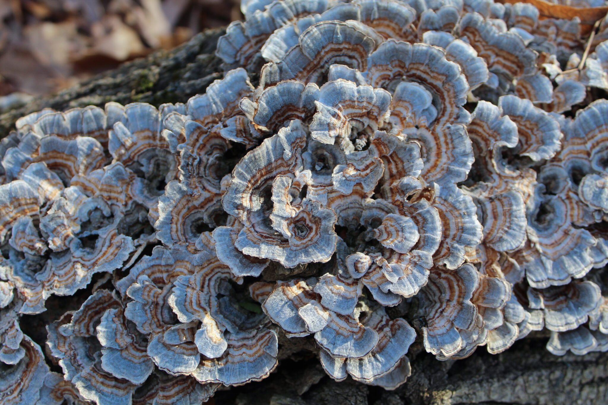 Ciuperca Coada Curcanului. Istorie și beneficii